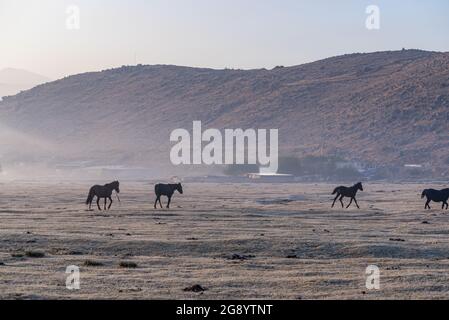 Horses running during sunrise in a misty morning near the Erciyes ...