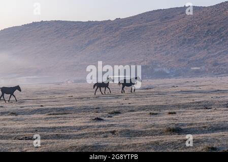 Horses running during sunrise in a misty morning near the Erciyes ...