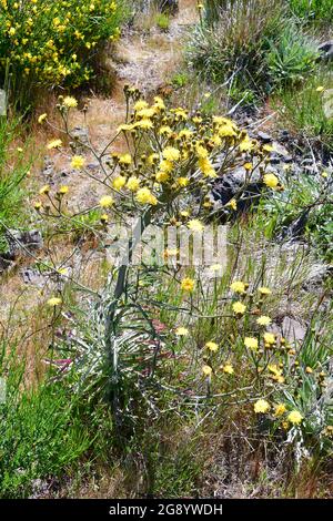 Crepis sp Crepis sp Stock Photo - Alamy