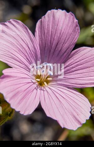 Linum viscosum pink flowers Stock Photo - Alamy