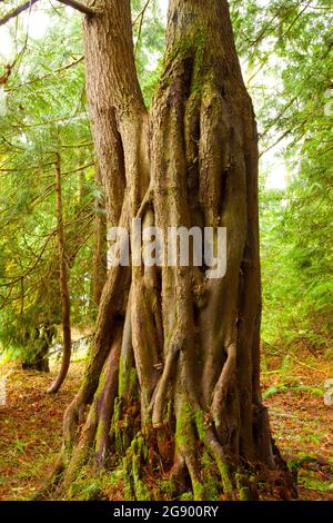 a exterior picture of an Pacific Northwest mixed forest with Conifer ...