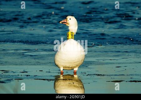 Snow goose with yellow neckband Stock Photo - Alamy
