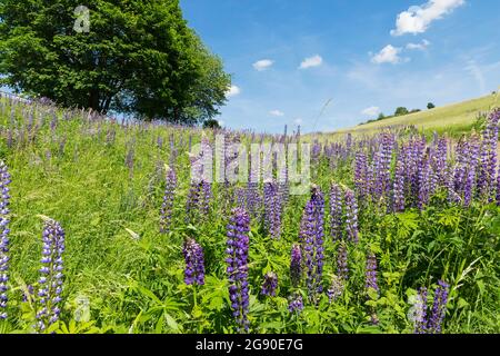 Blooming purple wildflower in the meadow Stock Photo - Alamy
