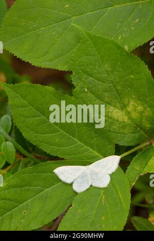 The pale beauty moth Campaea perlata isolated on white background Stock ...