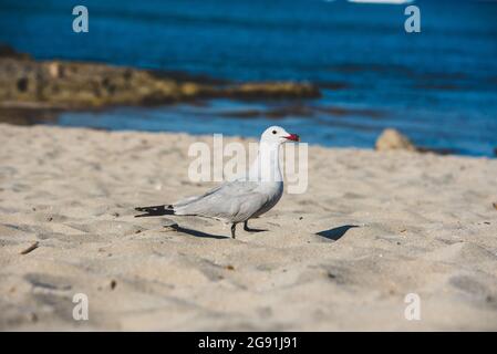 Seagull in the beach of Formentera in Spain Stock Photo - Alamy