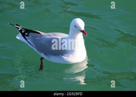 Red-billed Gull (Larus scopulinus), New Zealand Stock Photo - Alamy