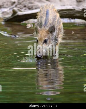 Cottbus, Germany. 23rd July, 2021. A tree spiny eagle eats brats in its ...