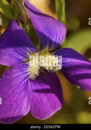 marsh blue violet (Viola cucullata Stock Photo - Alamy