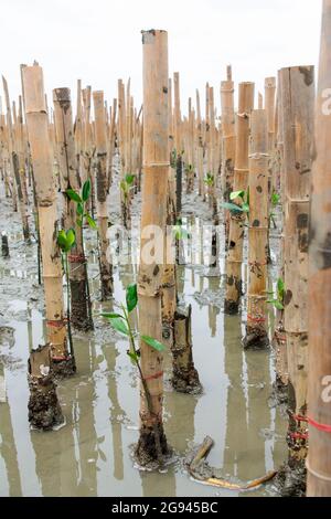 Young mangroves in the water. Mangrove trees in the water on a tropical ...