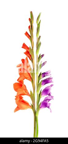 Purple and orange gladiolus flowers isolated on white background ...