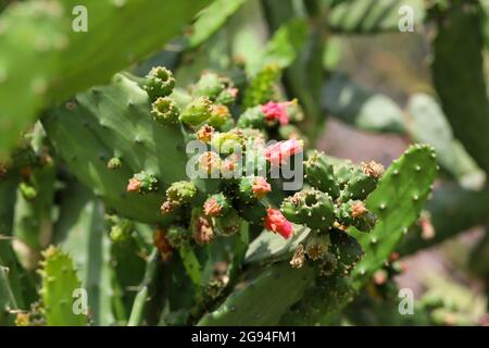 Prickly pear cactus (nopal) with Cochineal parasites (Dactylopius ...