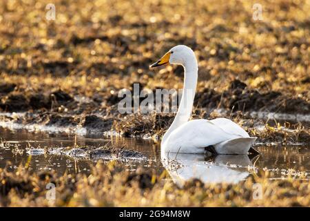 Whooper swan, Cygnus cygnus stopping on a muddy crop field during ...