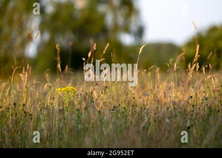 Wild flowers and wild grasses in the evening light, Bavaria, Germany ...