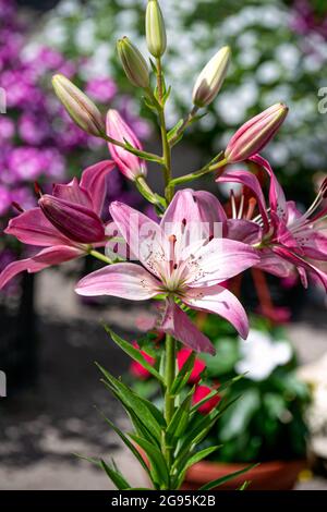 Branch of lilac lilies on a background of bright blue sky. Horizontal ...