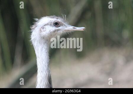 Rhea in Overloon Zoo in the Netherlands Stock Photo - Alamy