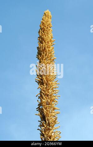 green sotol, smooth-leaf sotol, smooth sotol, Dasylirion leiophyllum ...