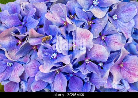 Blue purple hydrangia or hortensia flower closeup (Hydrangea ...