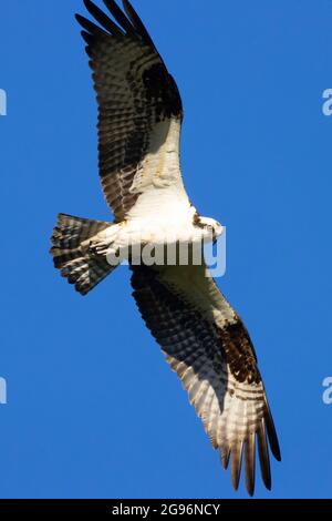 Osprey (Pandion haliaetus), EE Wilson Wildlife Area, Oregon Stock Photo ...