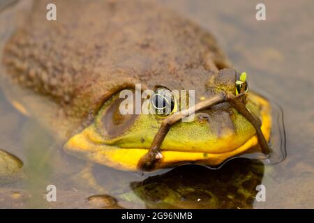 Bullfrog, Ankeny National Wildlife Refuge, Oregon Stock Photo - Alamy