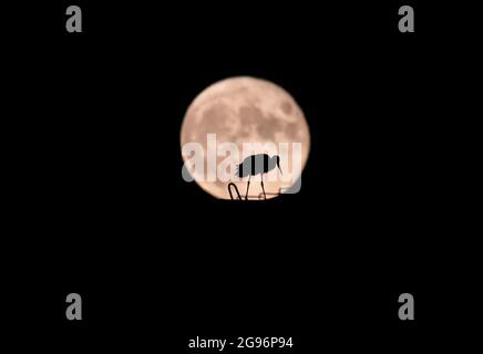 Novi Sad, Serbia. 24th July, 2021. The silhouette of stork that is ...