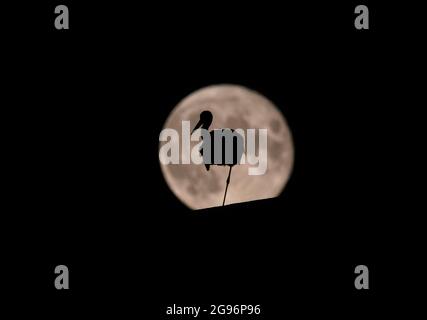 Novi Sad, Serbia. 24th July, 2021. The silhouette of stork that is ...