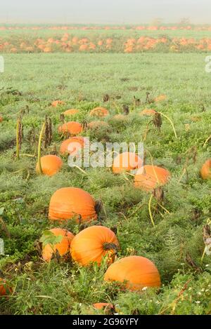 Pumpkin field, Seattle, Washington State, United States of America ...