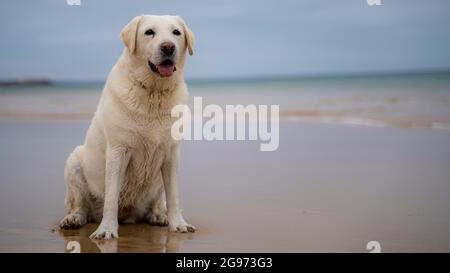 Labrador retriever of white, brown, tan color, playing and running on ...