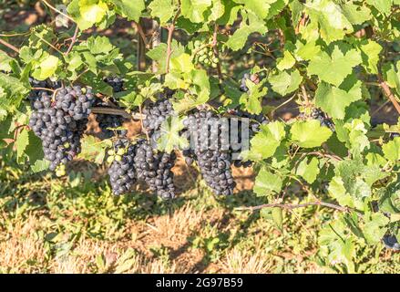 Ripening delicious black grapes in the vineyard Stock Photo - Alamy