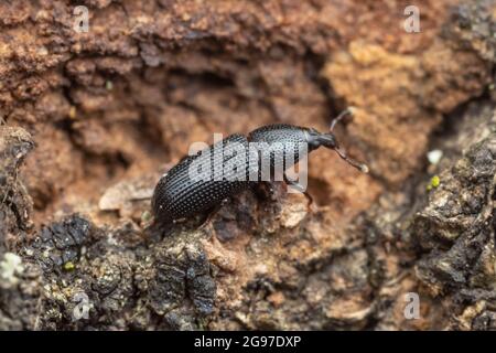 A weevil (Cossonus corticola) explores the bark of a dead oak tree ...