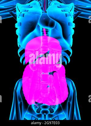 Anterior view of Digestive System,3D rendering Stock Photo - Alamy