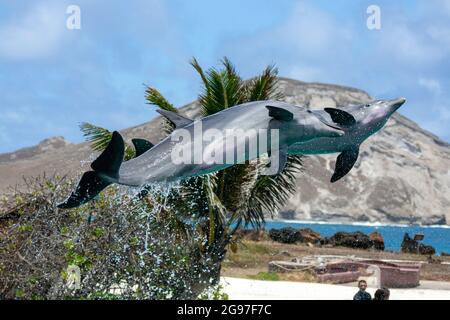 Dolphin at Sea Life Park, Oahu, Hawaii Stock Photo - Alamy