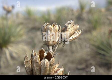 Yucca plant seed pods Stock Photo - Alamy