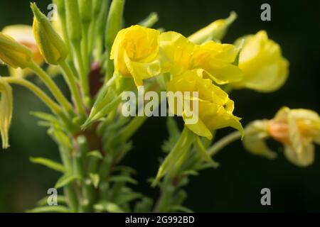 A closeup of blooming yellow Oenothera biennis flowers in field Stock ...