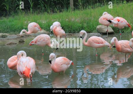 GROUP OF FLAMINGO BIRDS REST AND EAT PEACEFULLY Stock Photo - Alamy