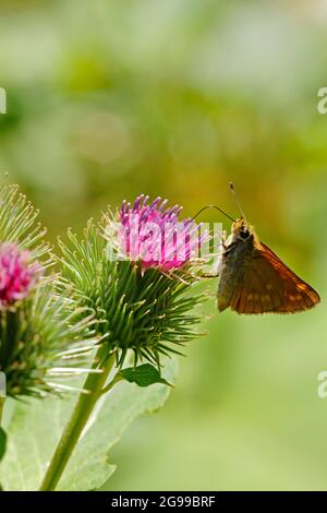 Rust-colored thick-headed butterfly, Ochlodes sylvanus, butterfly ...