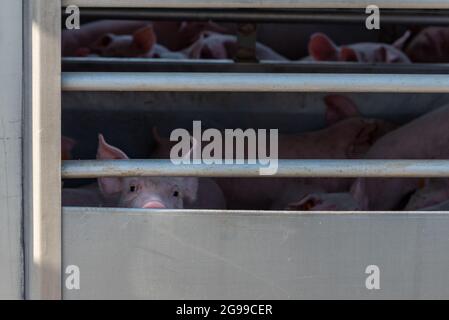 Little pig peeking out the aeration window of a cage truck Stock Photo ...