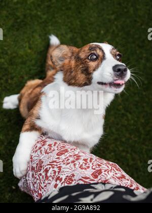 Handsome brindle-colored young corgi posing and making faces, pets ...