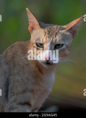 Cat making funny/weird expression facing camera/Outdoor Stock Photo - Alamy