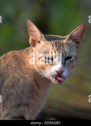 Cat making funny/weird expression facing camera/Outdoor Stock Photo - Alamy