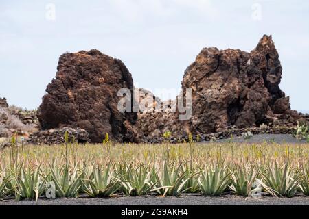 Aloe Vera plants, in plantation with organic cultivation in Lanzarote ...