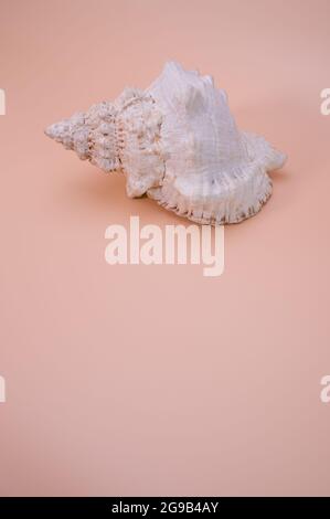 A vertical shot of a dried decorative shell isolated on a pink ...