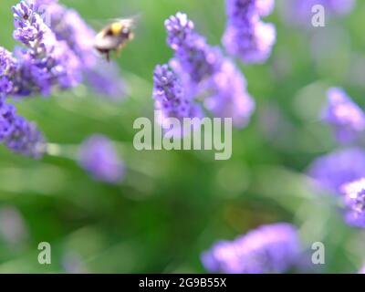 Lavender being pollenated by bees Stock Photo - Alamy