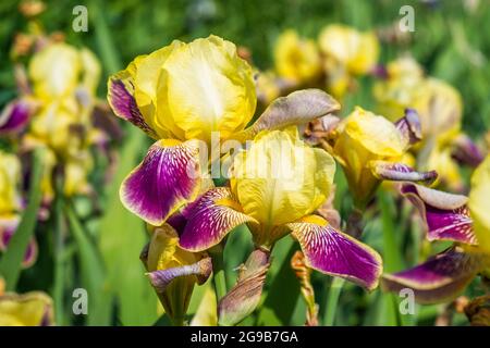 Horizontal view of a yellow iris flower with a large green bud Stock ...