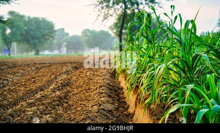 pearl millet crop, bajra fields, India Stock Photo - Alamy