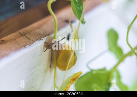 Snail crawling in the own garden after rain, close up Stock Photo - Alamy