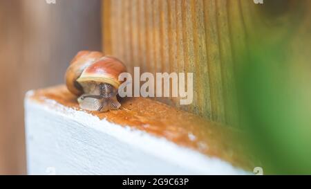 Snail crawling in the own garden after rain, close up Stock Photo - Alamy