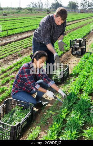 Farm owner gives instructions to the hired worker on the field Stock ...