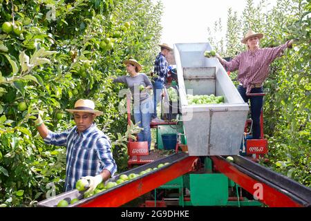 Collecting ripe apples in professional sorting platform Stock Photo - Alamy