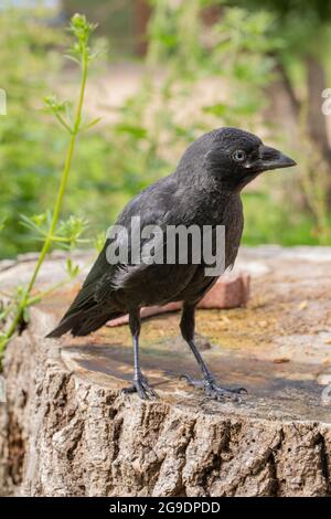 Young black crow jackdaw Corvus monedula with blue eyes sitting in ...
