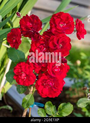 'Hope for Humanity' Shrub Rose, Buskros (Rosa Stock Photo - Alamy
